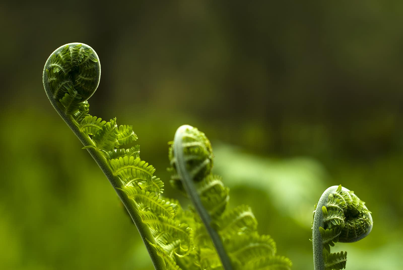 Integration Session with Kinde - Rooted Expansion